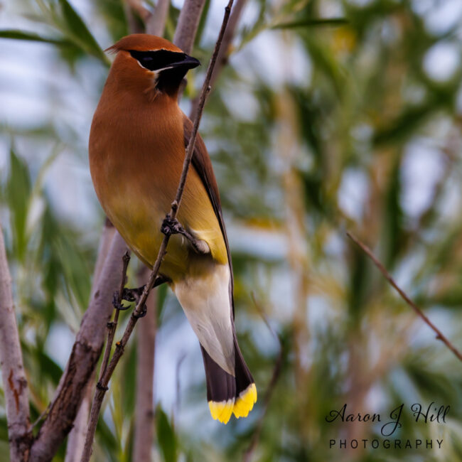 Cedar Waxwings: Identifying and Attracting These Elegant Birds